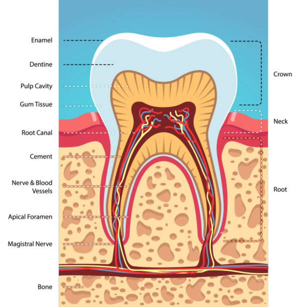 Root Canal Melbourne - How Long Does It Take to Recover From Root Canal ...